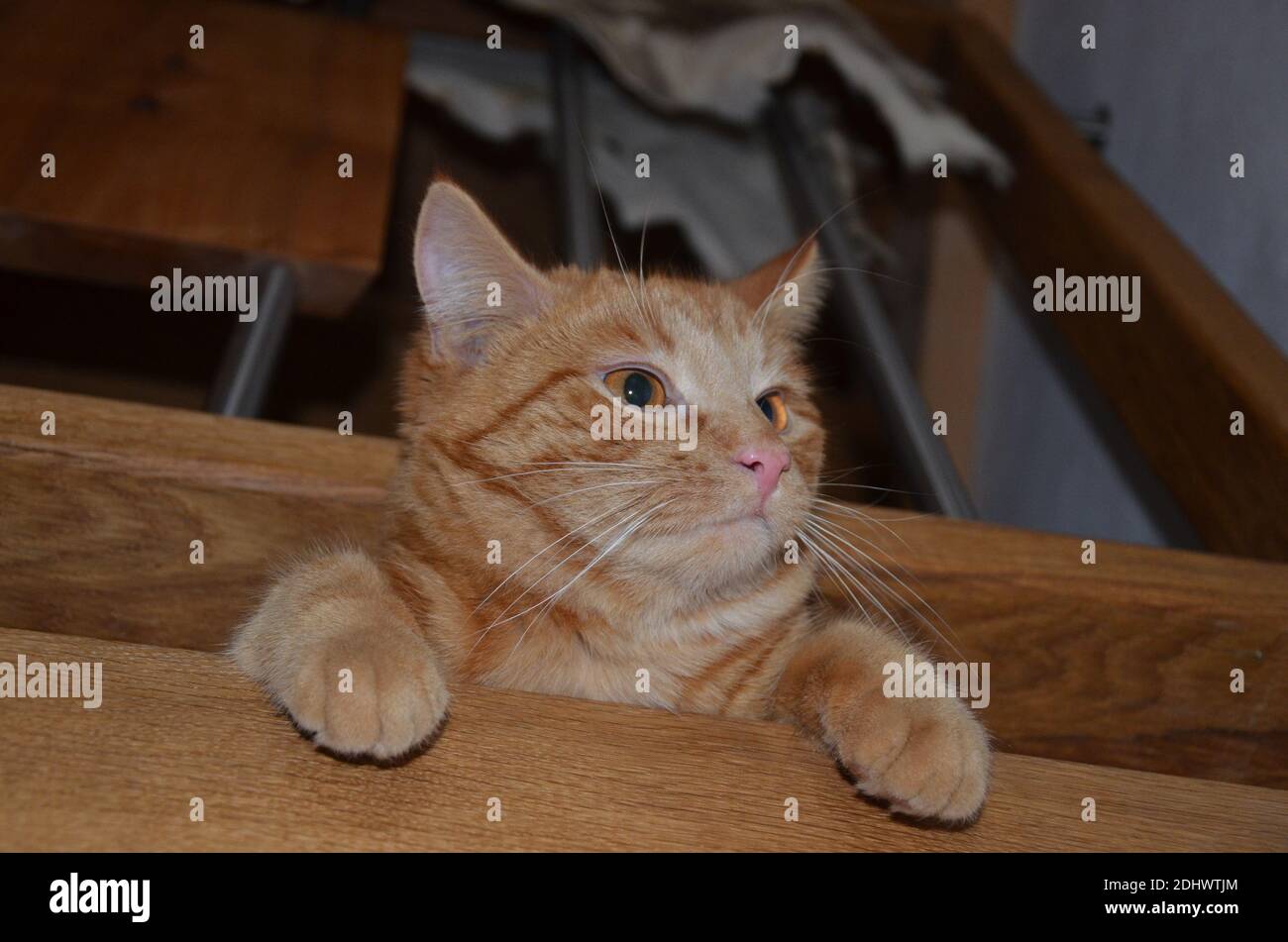 young cat looks around sweetly, cat looks into the stairwell Stock ...