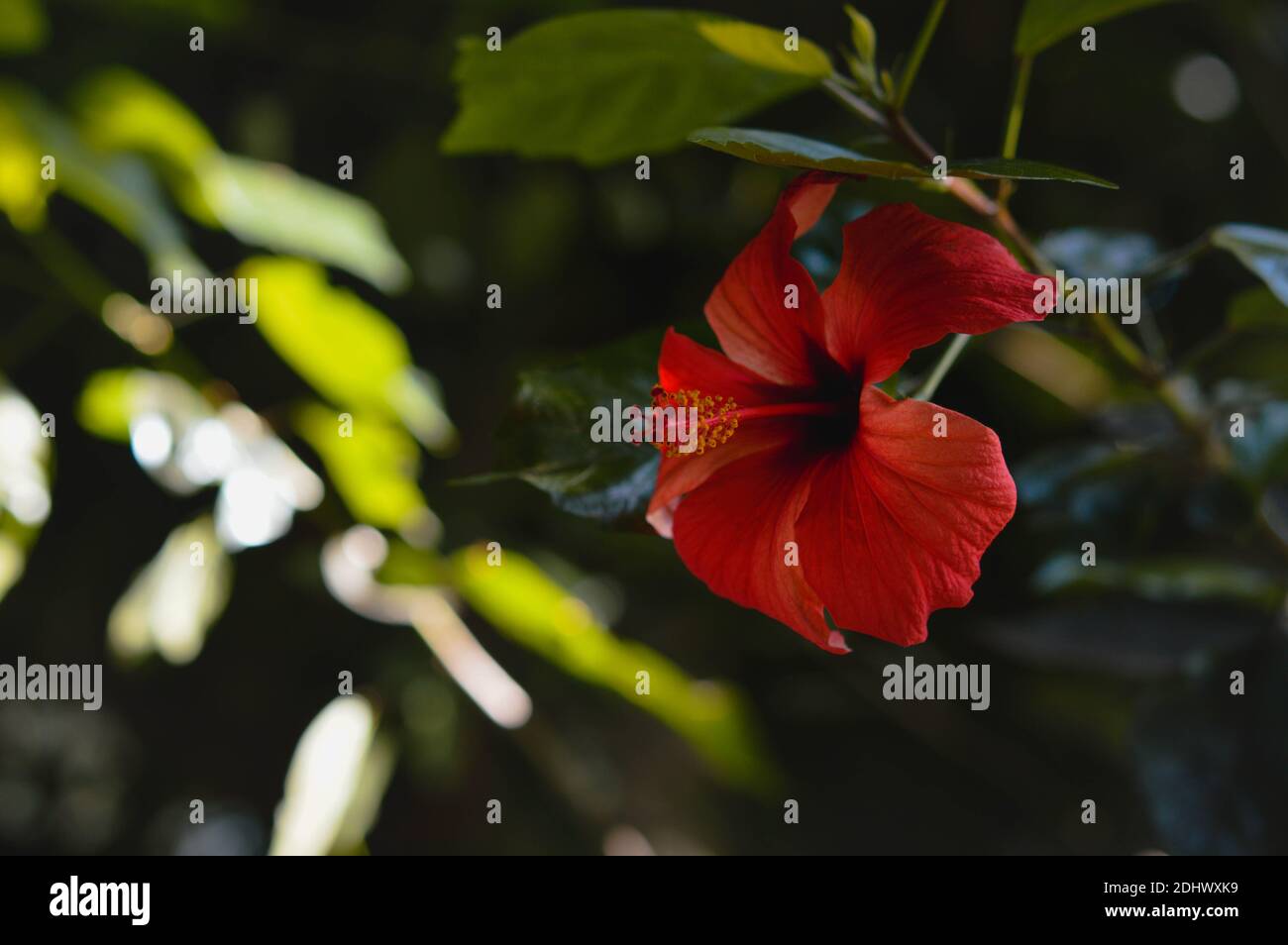 Dark red hibiscus in the botanical garden, deep red flower, green ...