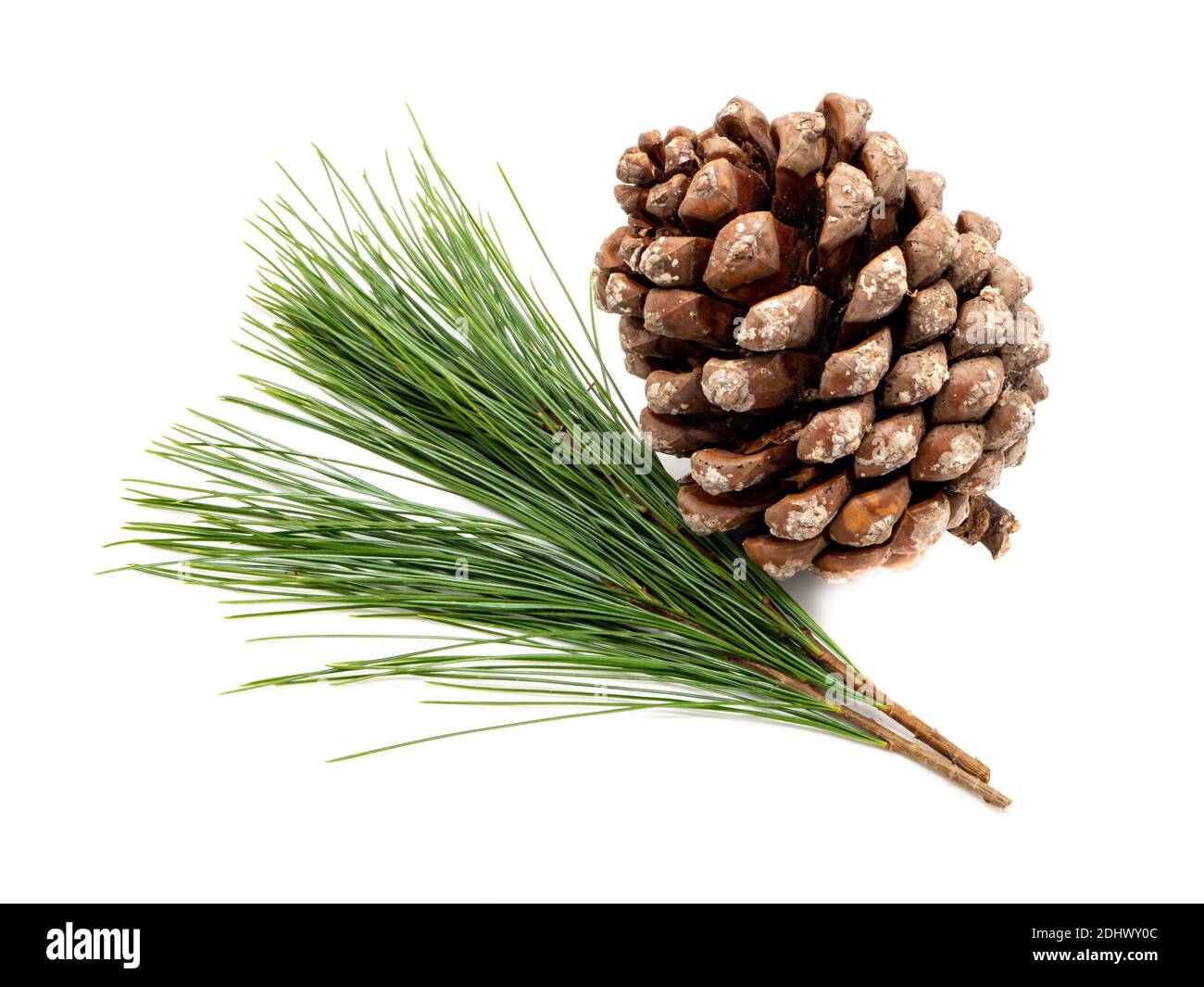 Pine needles and fir cones hi-res stock photography and images - Alamy