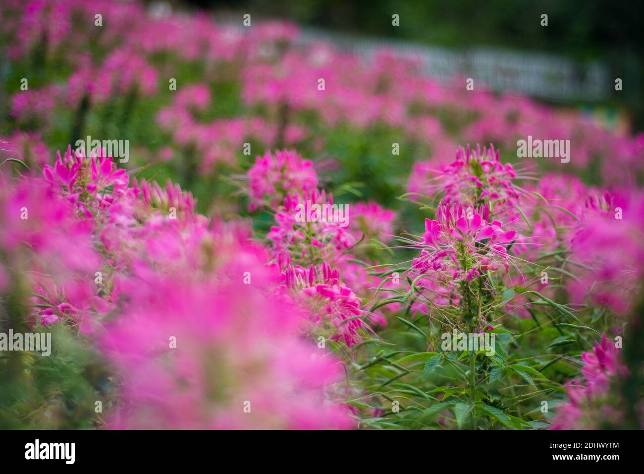 Little amsterdam cebu hi-res stock photography and images - Alamy
