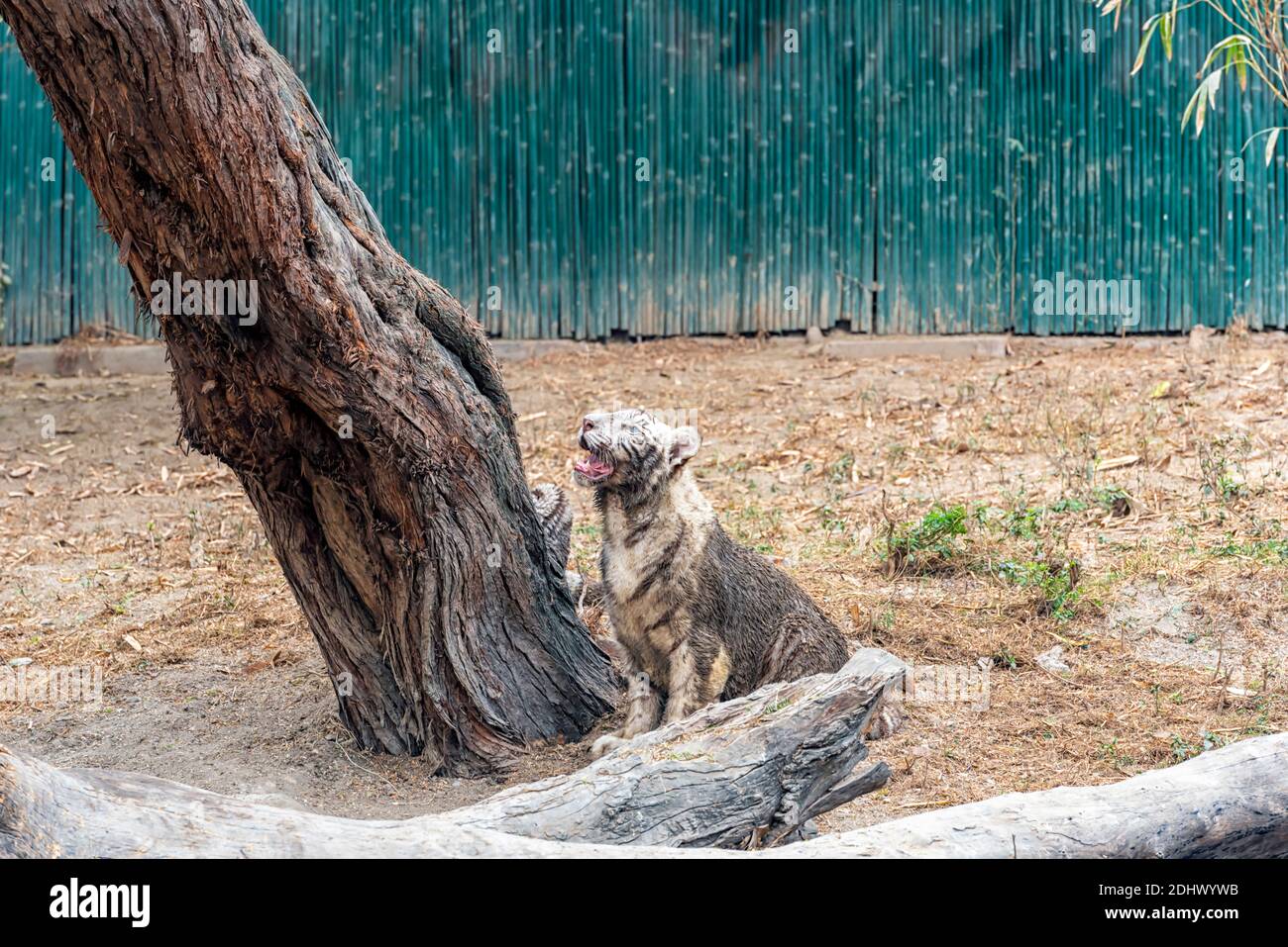 A wet mud covered white tiger cub staring at the sky in the tiger ...