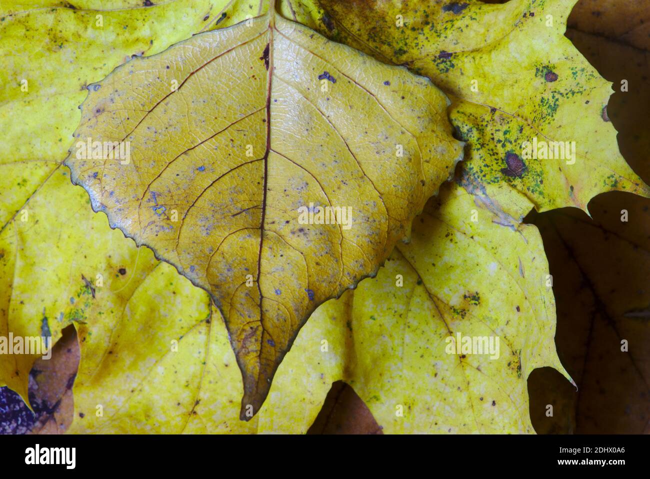 Texture, veins and colors of dead leaf close-up Stock Photo - Alamy