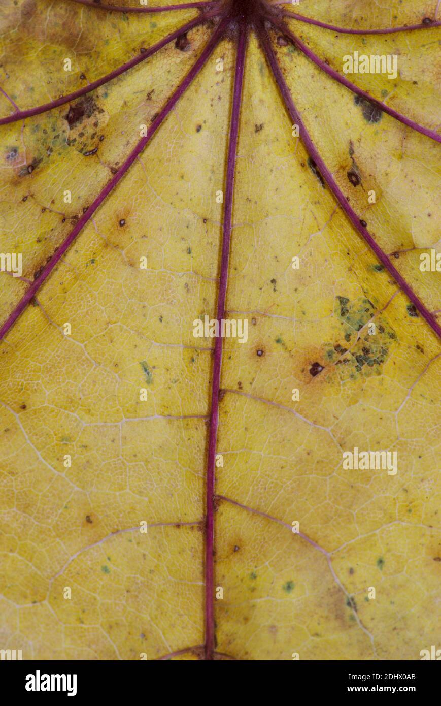 Texture, veins and colors of dead leaf close-up Stock Photo - Alamy