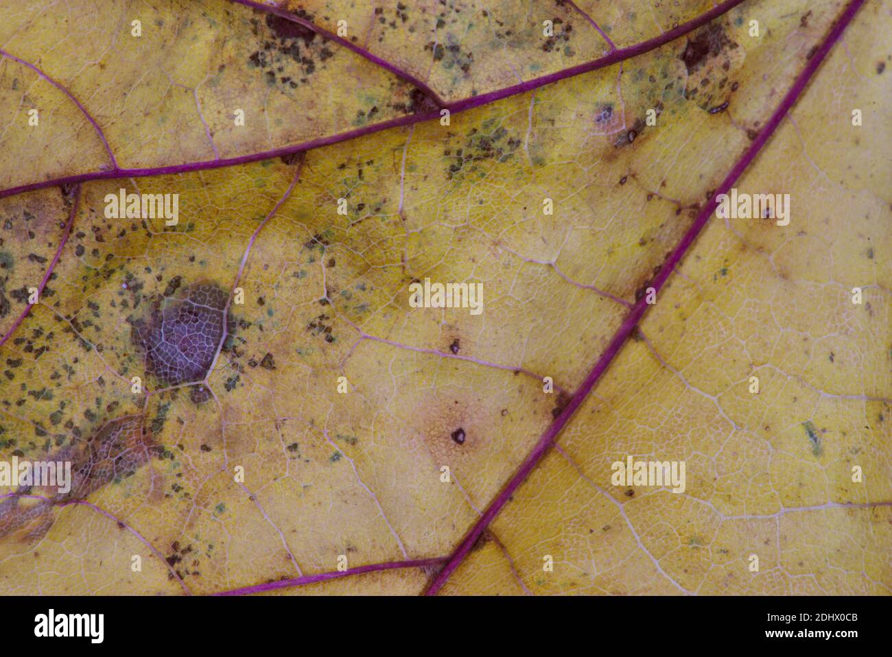 Texture, veins and colors of dead leaf close-up Stock Photo - Alamy