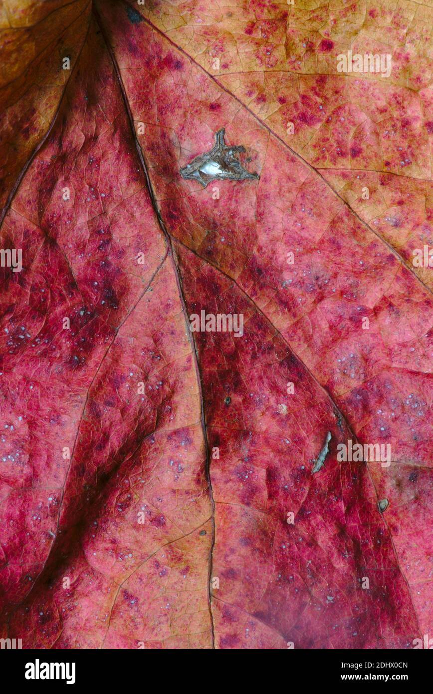 Texture, veins and colors of dead leaf close-up Stock Photo - Alamy