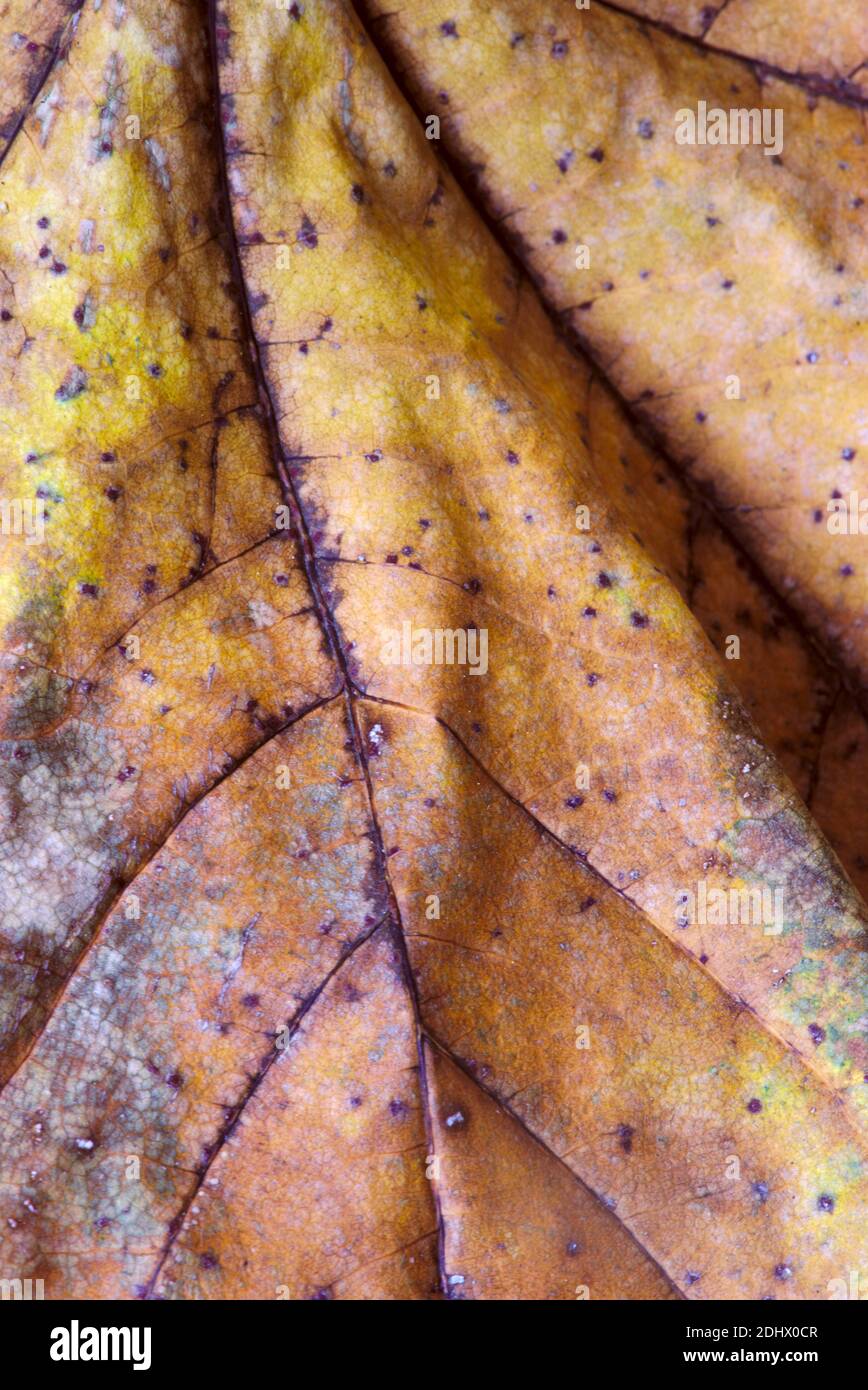 Texture, veins and colors of dead leaf close-up Stock Photo - Alamy