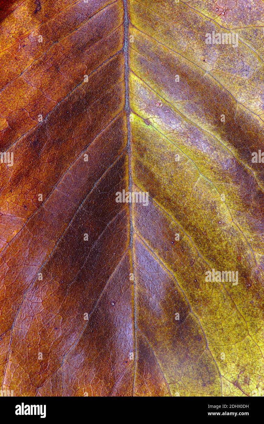 Texture, veins and colors of dead leaf close-up Stock Photo - Alamy