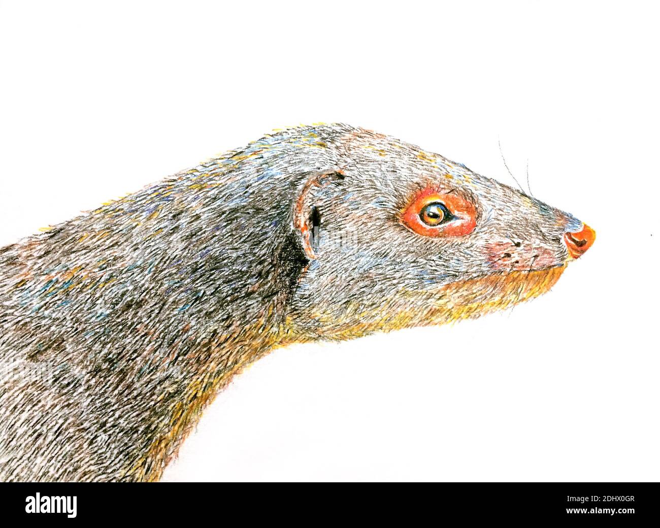 Isolated and realistic illustration of Asian Mongoose Stock Photo - Alamy
