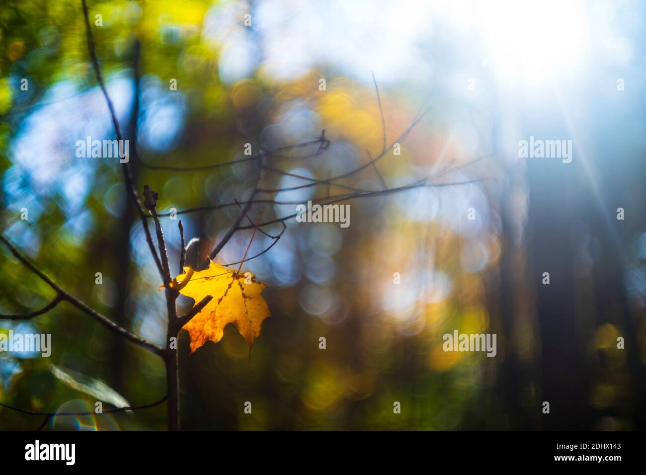 A single maple leaf that was falling to the ground during the autumn ...