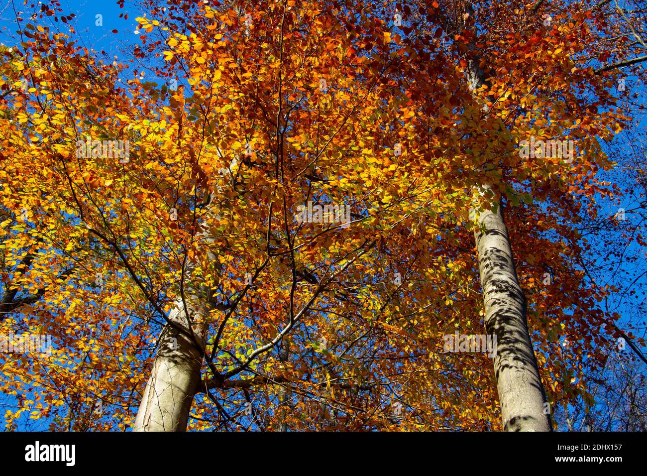 Tree top bottom view hi-res stock photography and images - Alamy