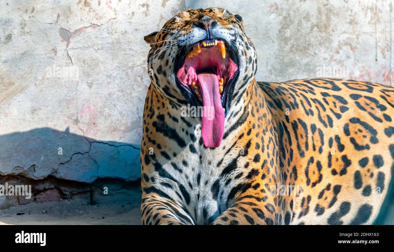 A yawning Indian leopard inside an enclosure at the National Zoological ...
