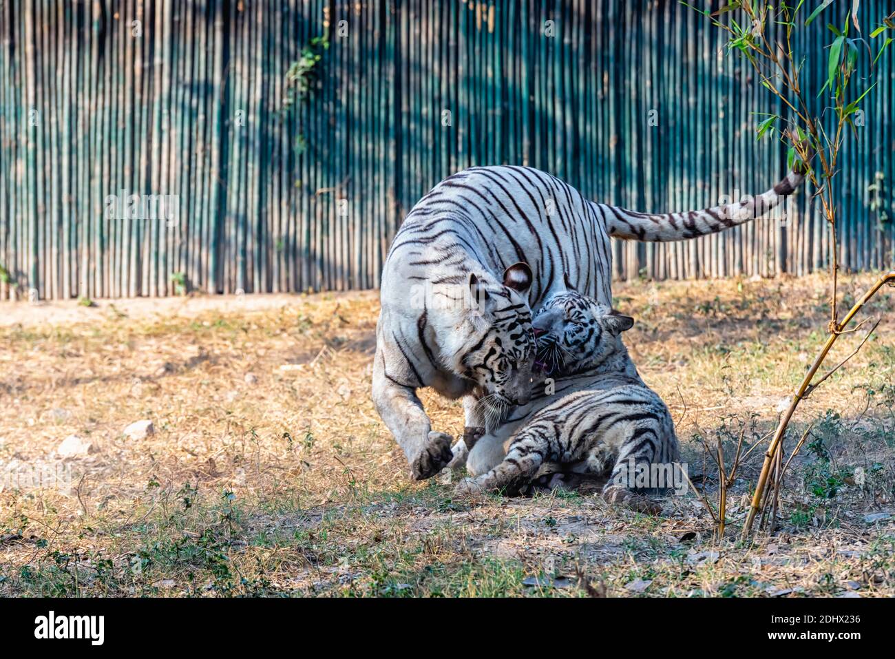 A female white tiger nuzzling her cub inside the tiger enclosure at the ...