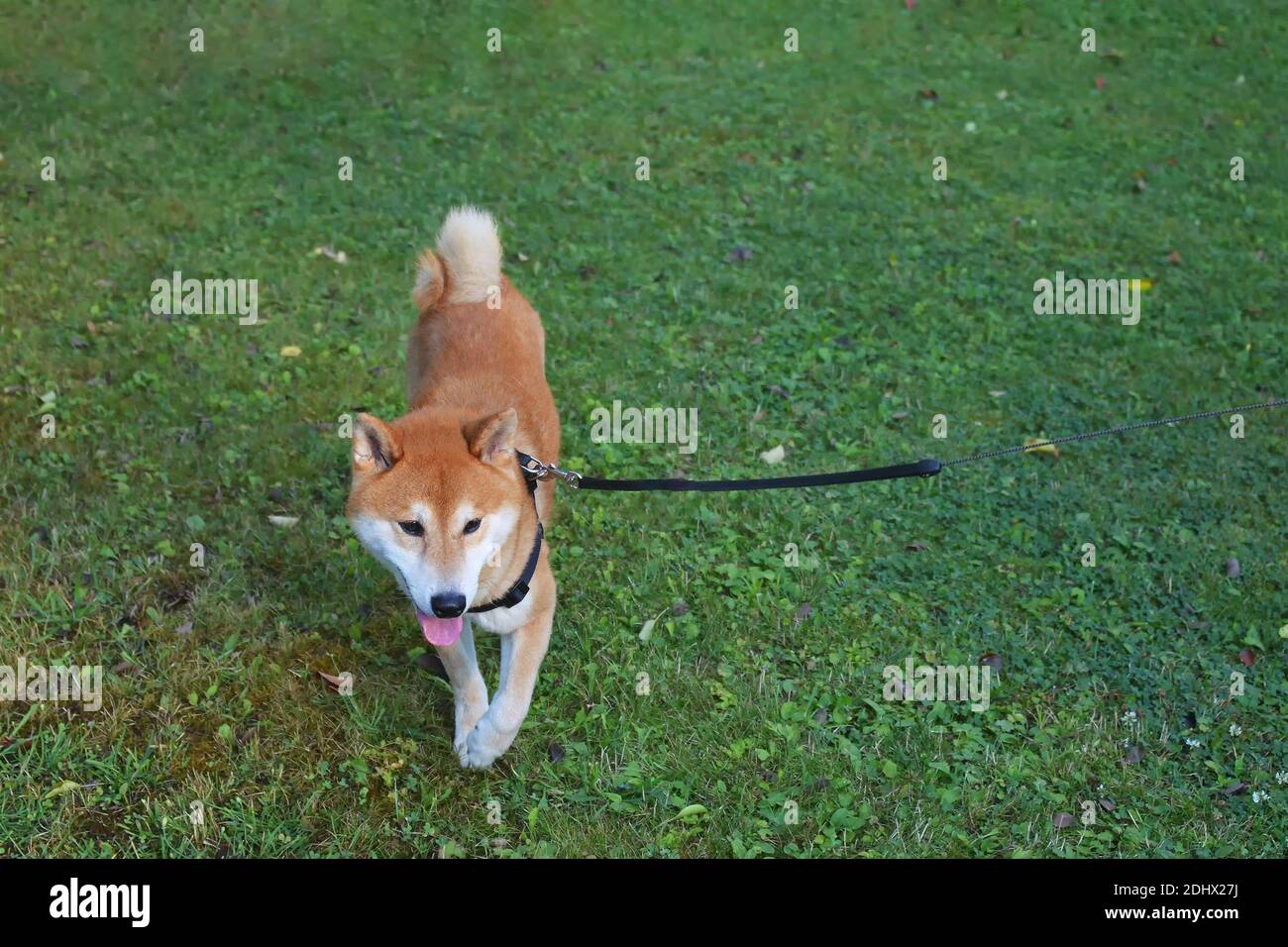 Shiba inu dog in the green meadow Stock Photo - Alamy