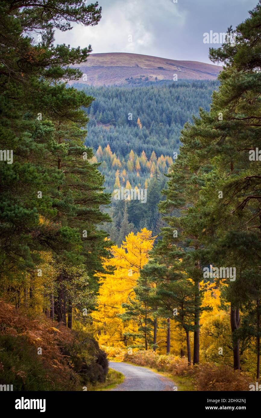 Fall forest in mountains. Autumn nature landscape background. Natural ...