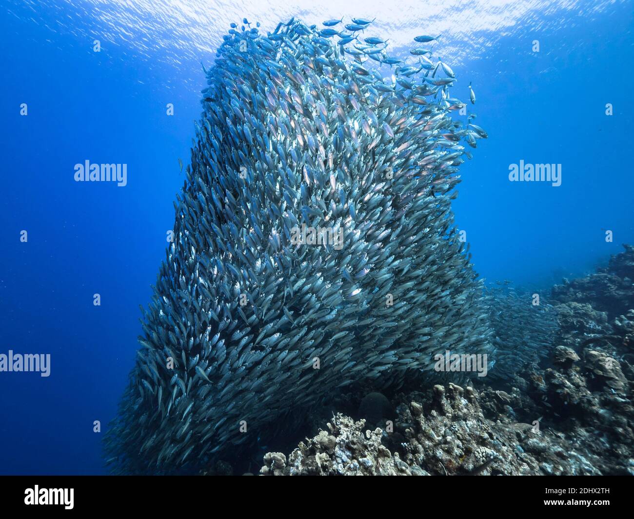 Bait ball, school of fish in turquoise water of coral reef in Caribbean ...