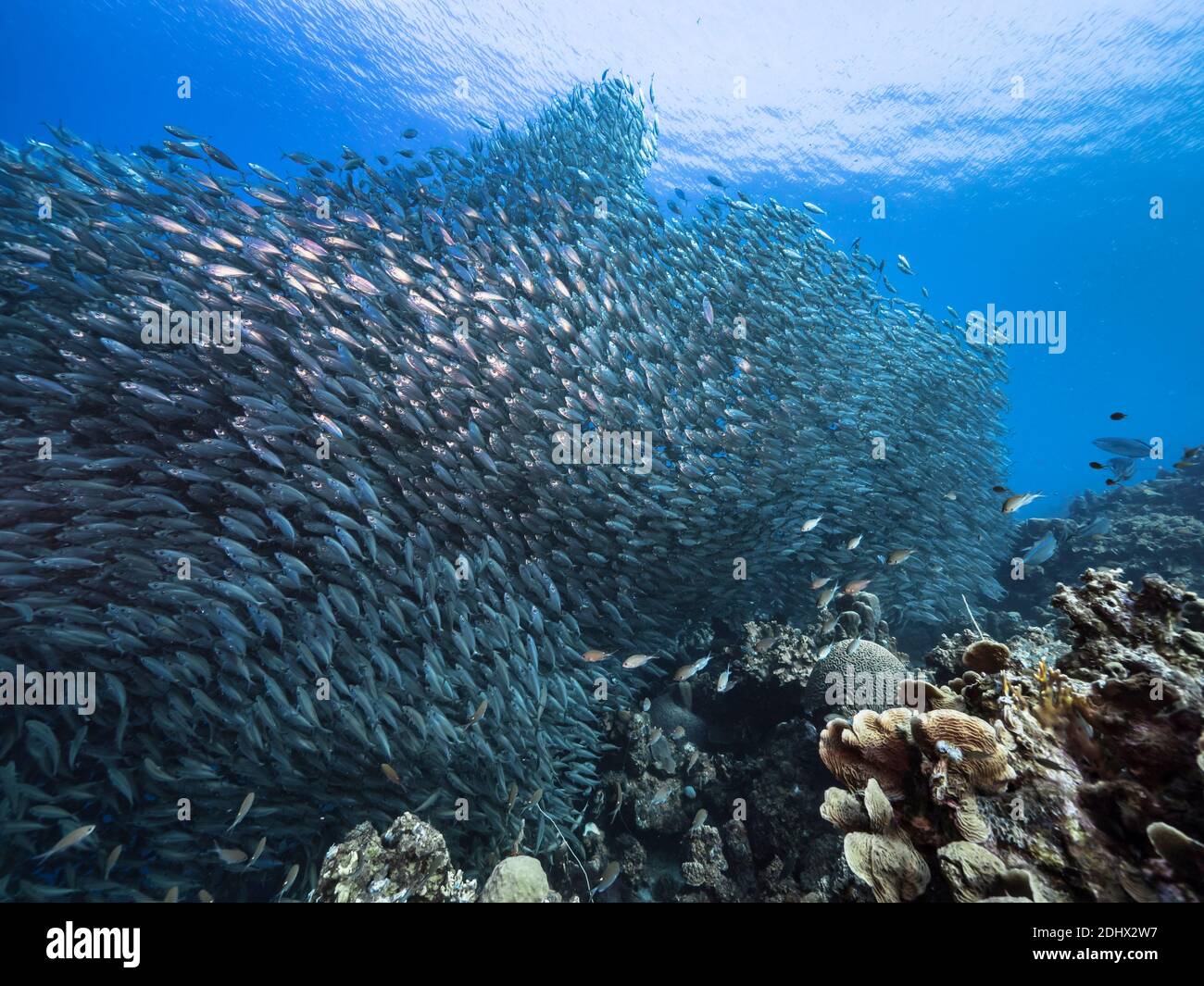 Bait ball, school of fish in turquoise water of coral reef in Caribbean ...