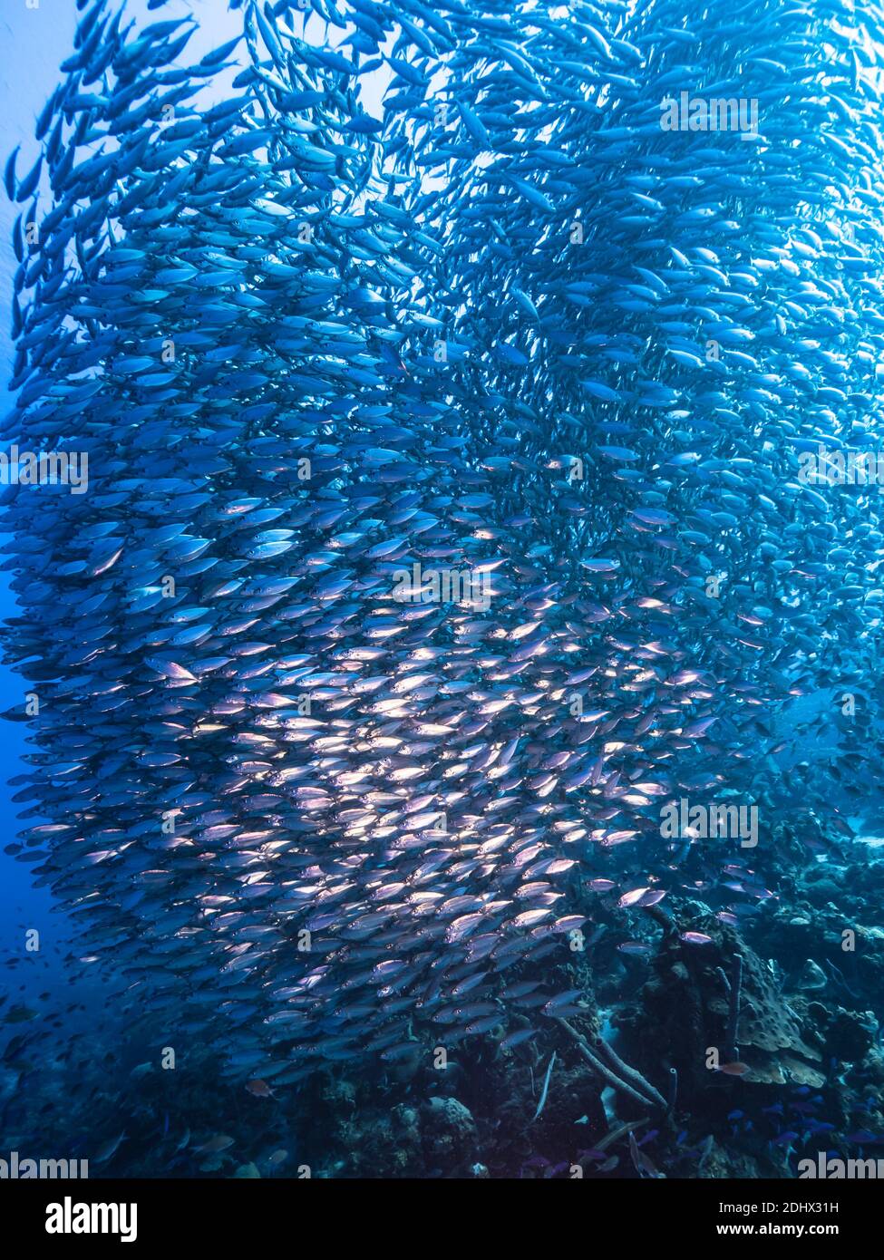 Bait ball, school of fish in turquoise water of coral reef in Caribbean ...
