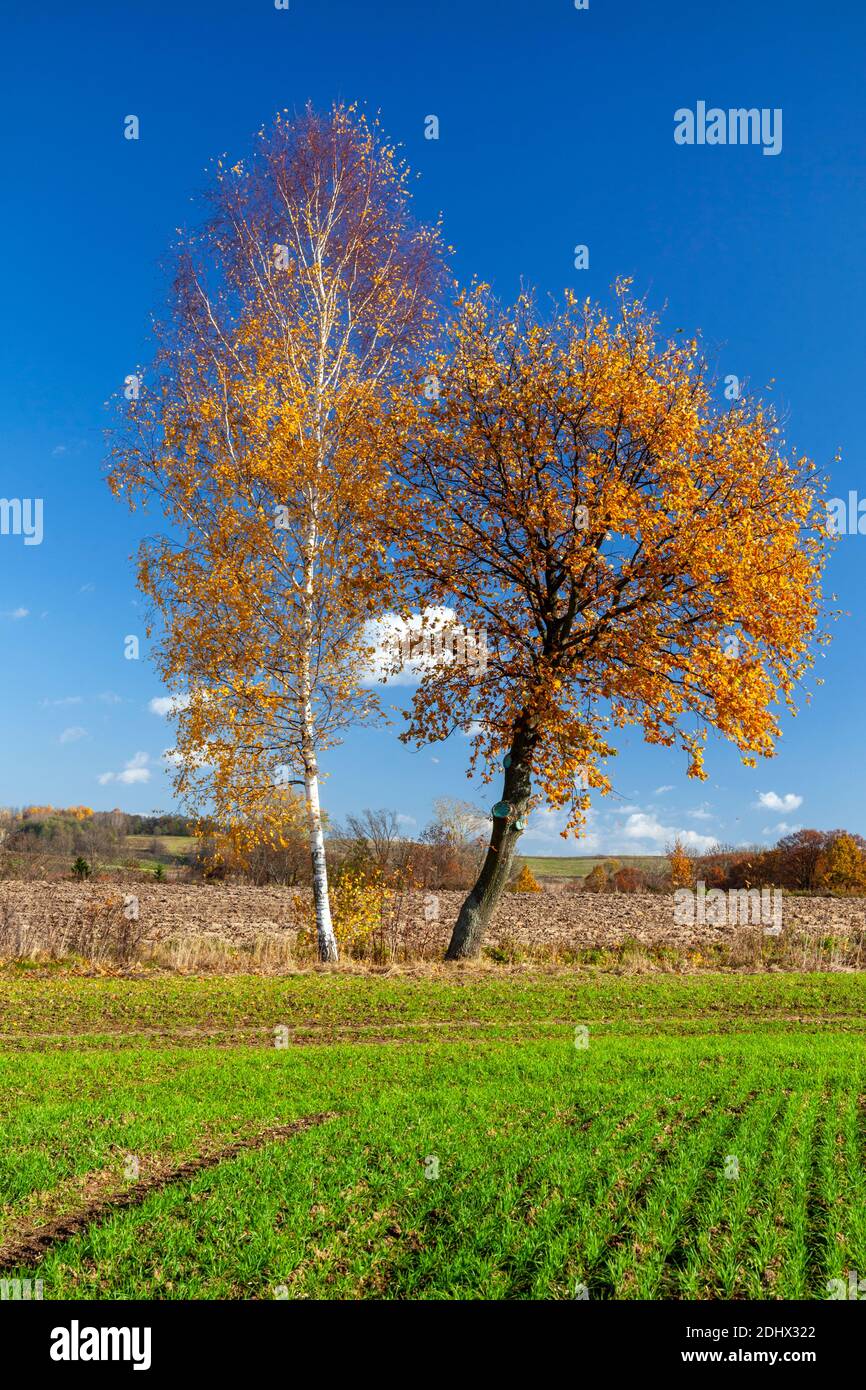 Autumn trees in the field, birch, maple, Warmia and Masuria, Poland ...
