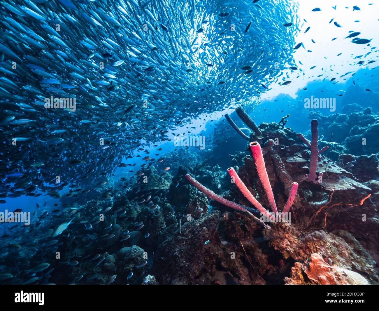 Bait ball, school of fish in turquoise water of coral reef in Caribbean ...