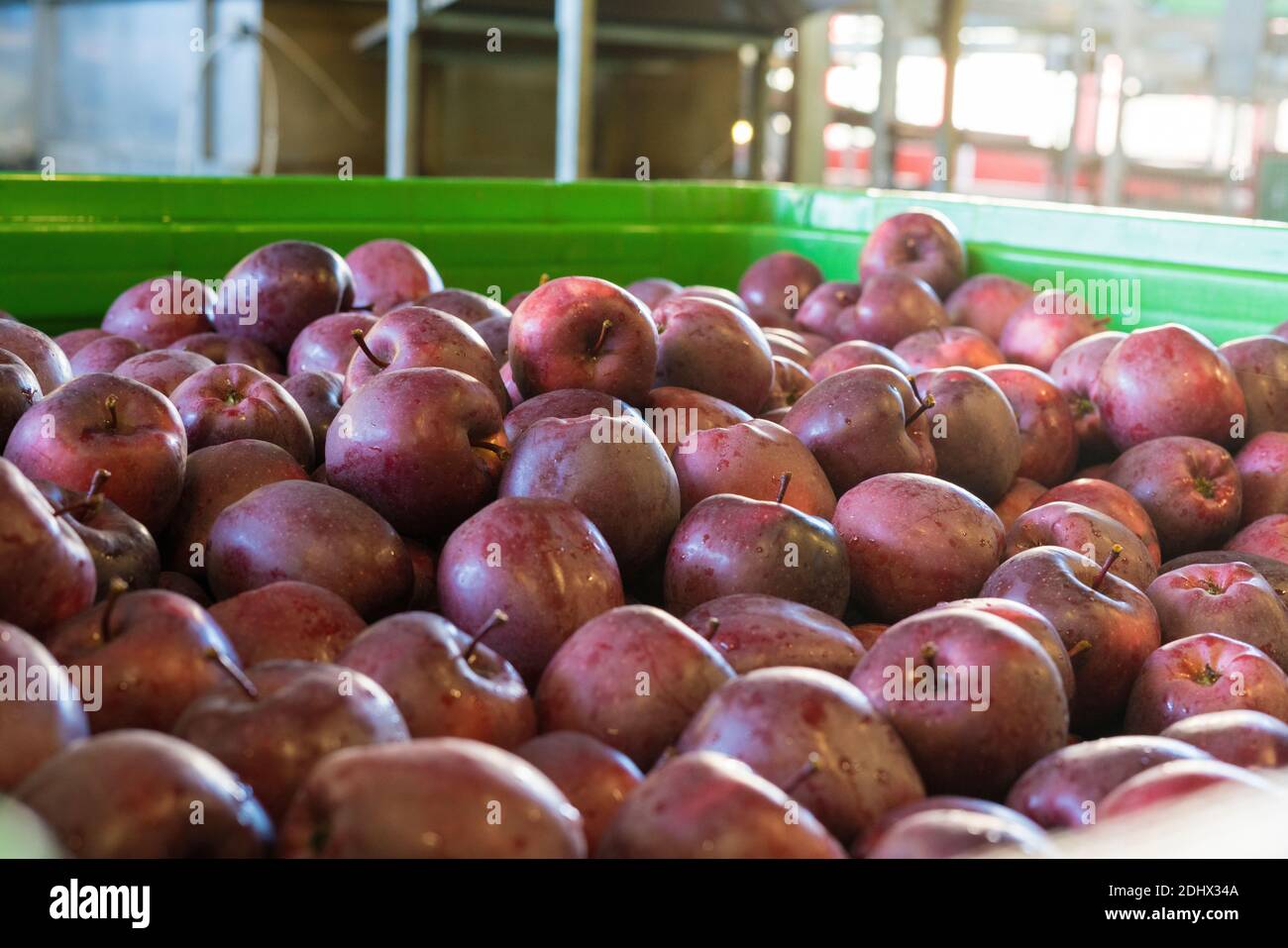 Harvested apples stored in crate before factory processing, Valtellina ...