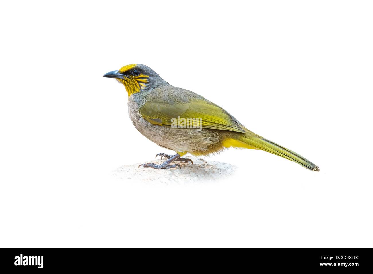 A fly on rock Cut Out Stock Images & Pictures - Alamy