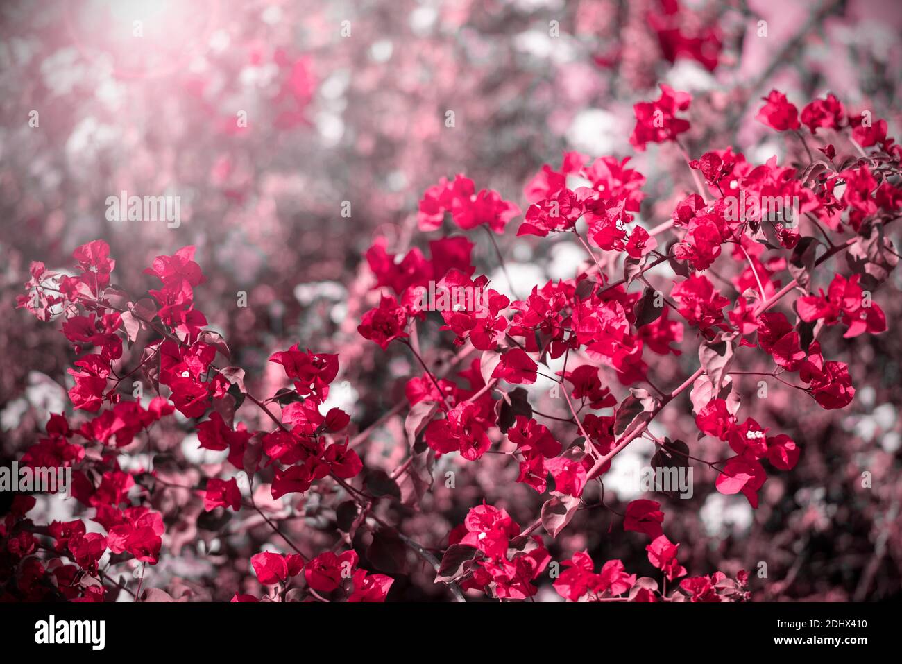 Amazing bushes with rose flowers Stock Photo - Alamy