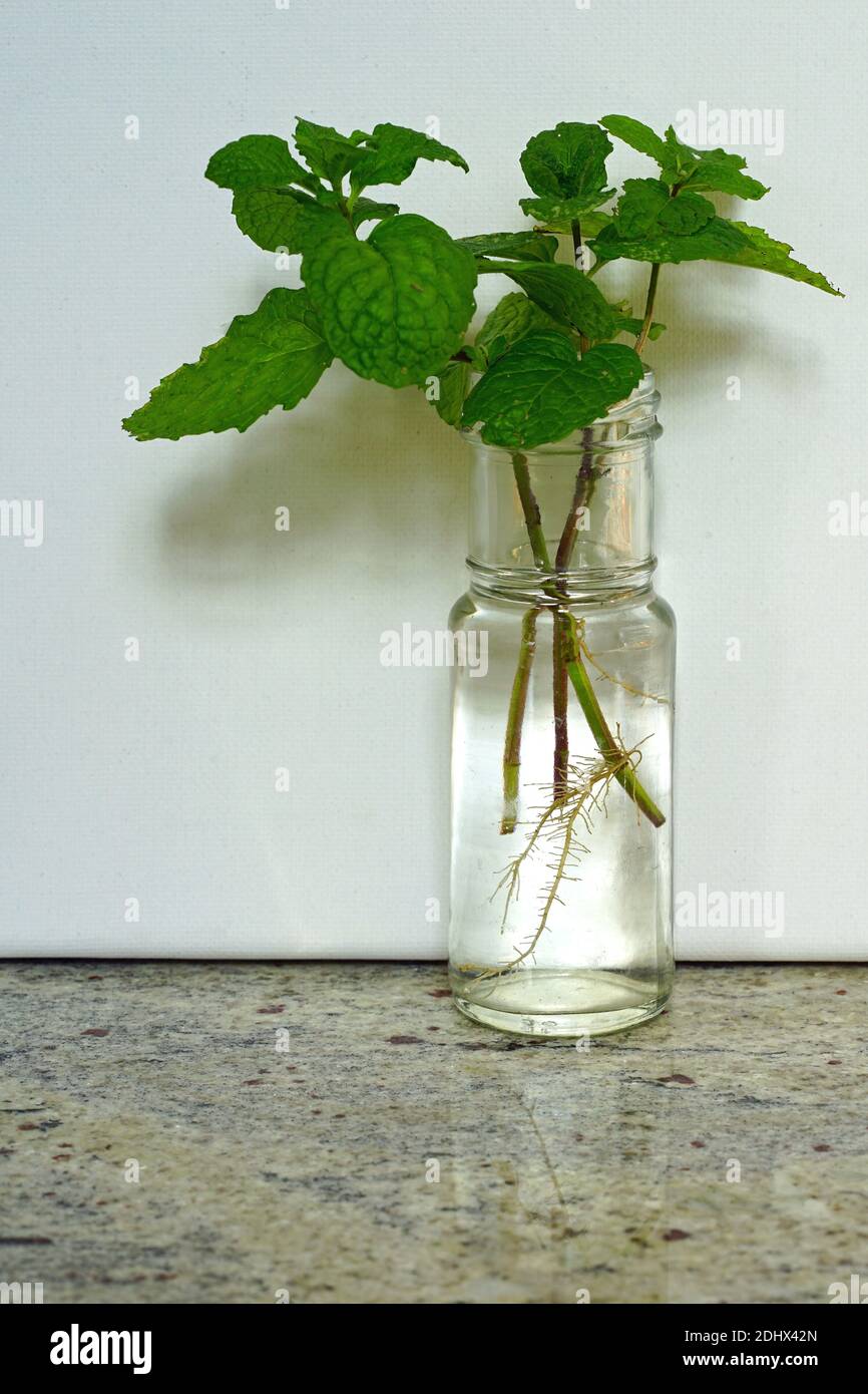 Rooting green mint stems in water in a glass jar Stock Photo - Alamy