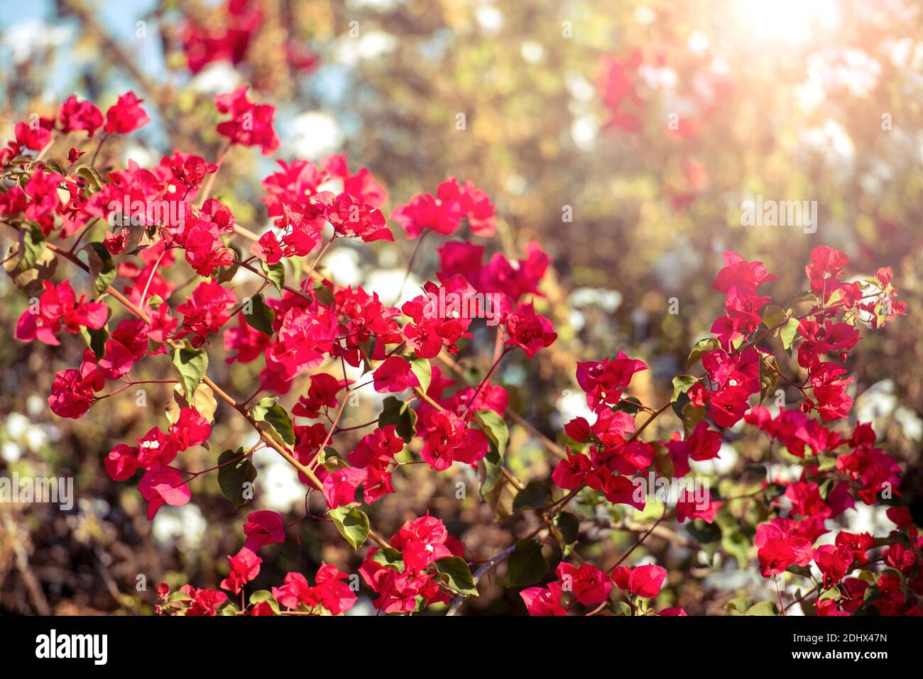 Unusual bush hi-res stock photography and images - Alamy