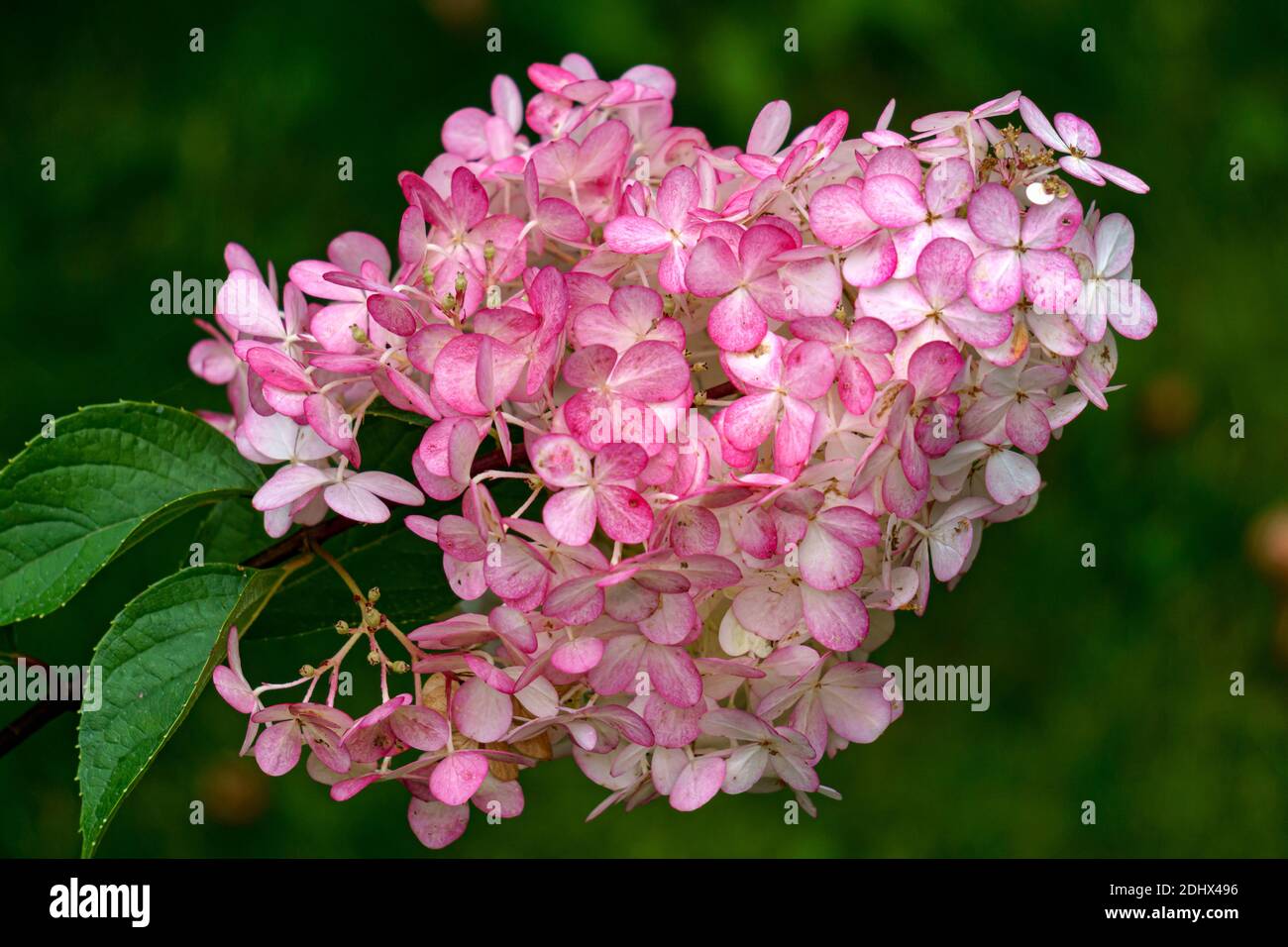 Cone shaped hydrangea hi-res stock photography and images - Alamy