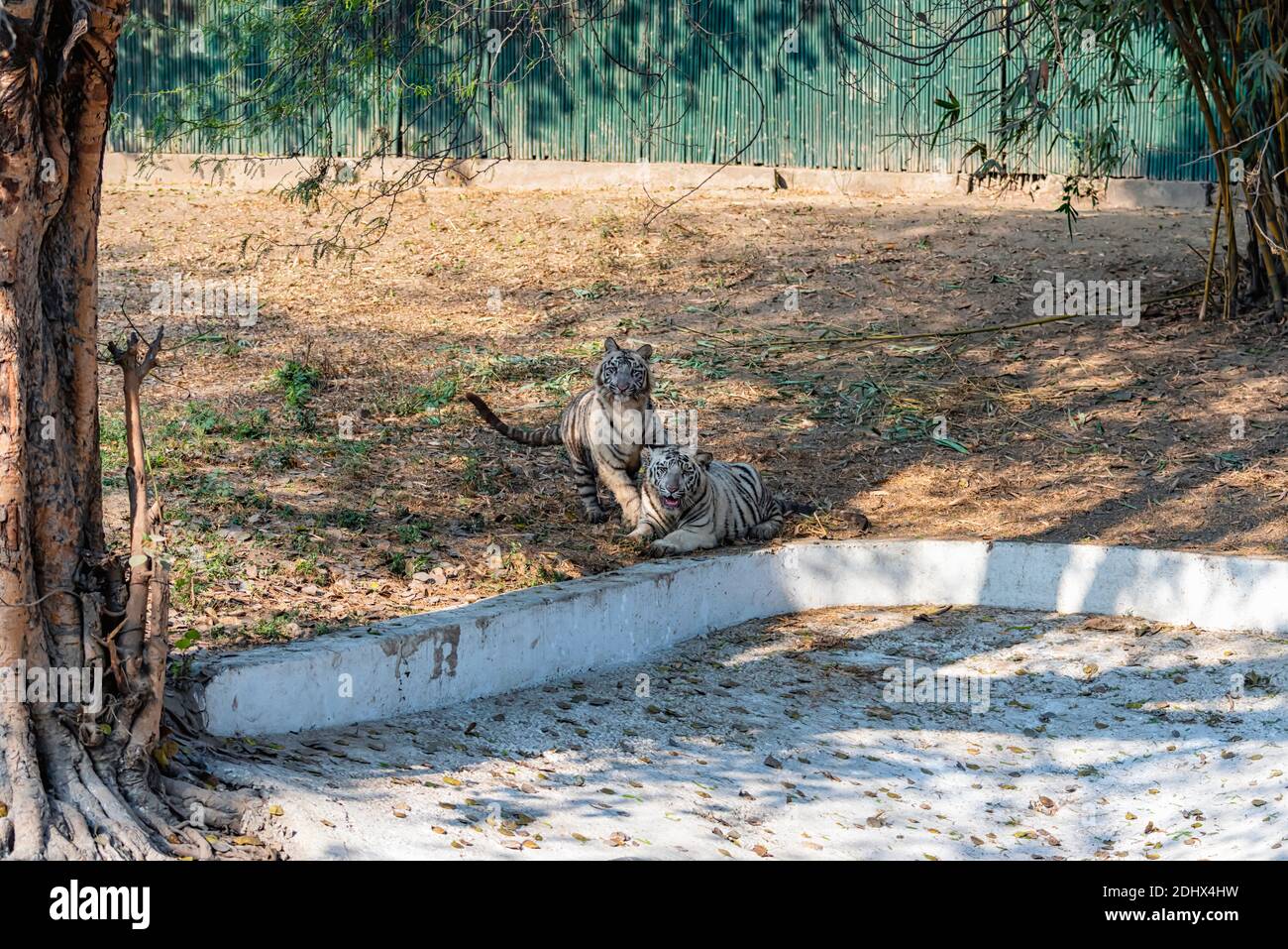 Two white Bengal tiger cubs, resting at the edge of a dry moat, in the ...