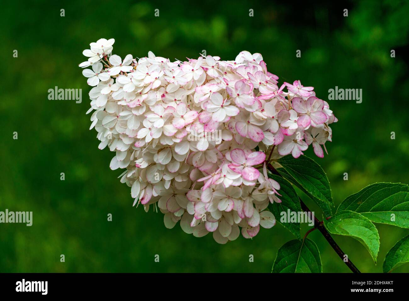 Cone shaped hydrangea hi-res stock photography and images - Alamy