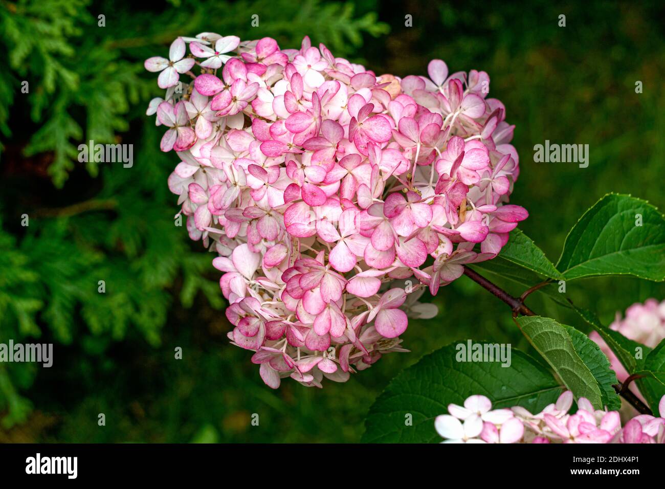 Cone shaped hydrangea hi-res stock photography and images - Alamy