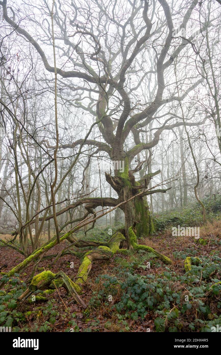 Moss covered dead fallen branches of trees in misty ghost forest in ...