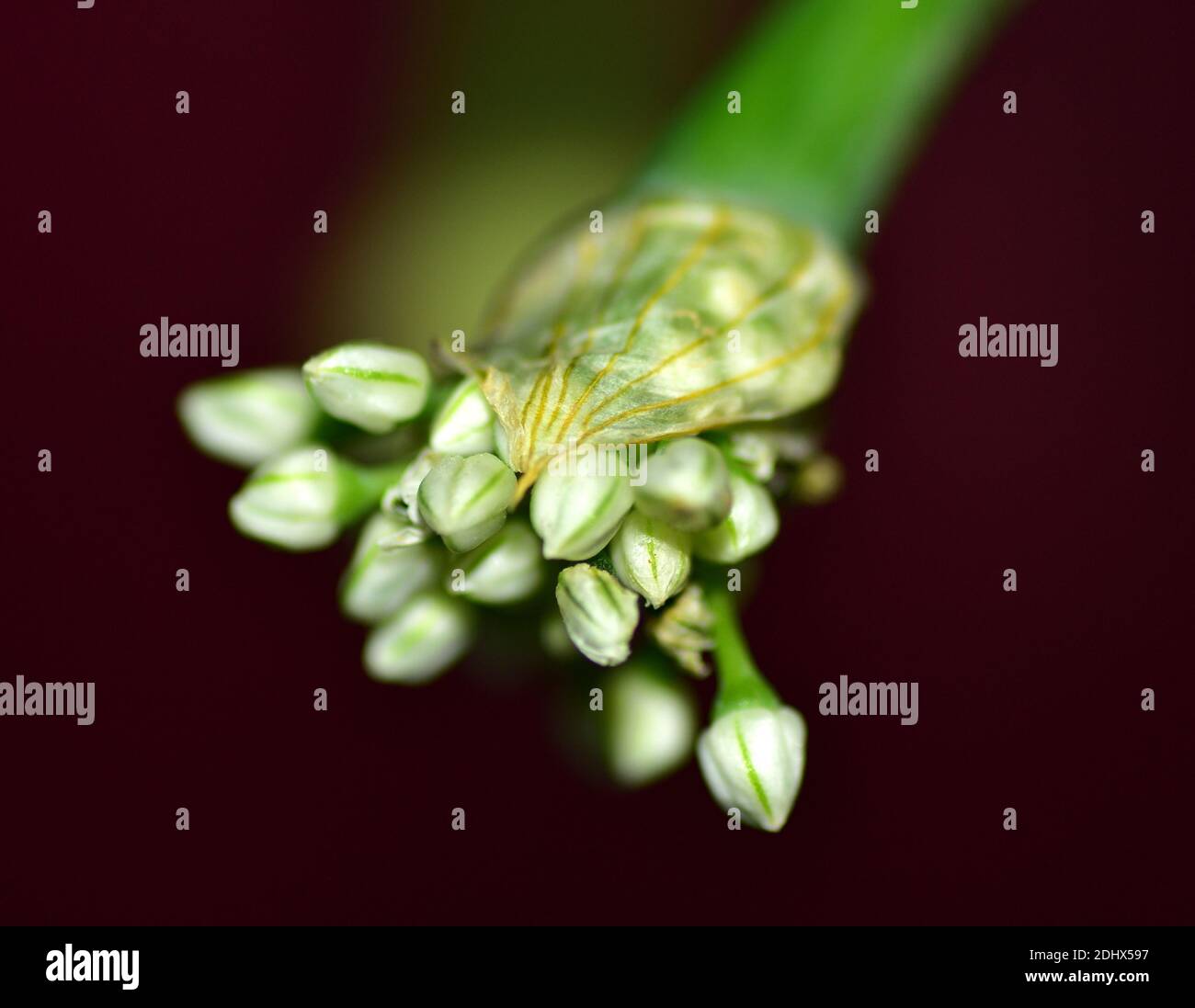 Spring Onion Flower - blossomed Stock Photo - Alamy