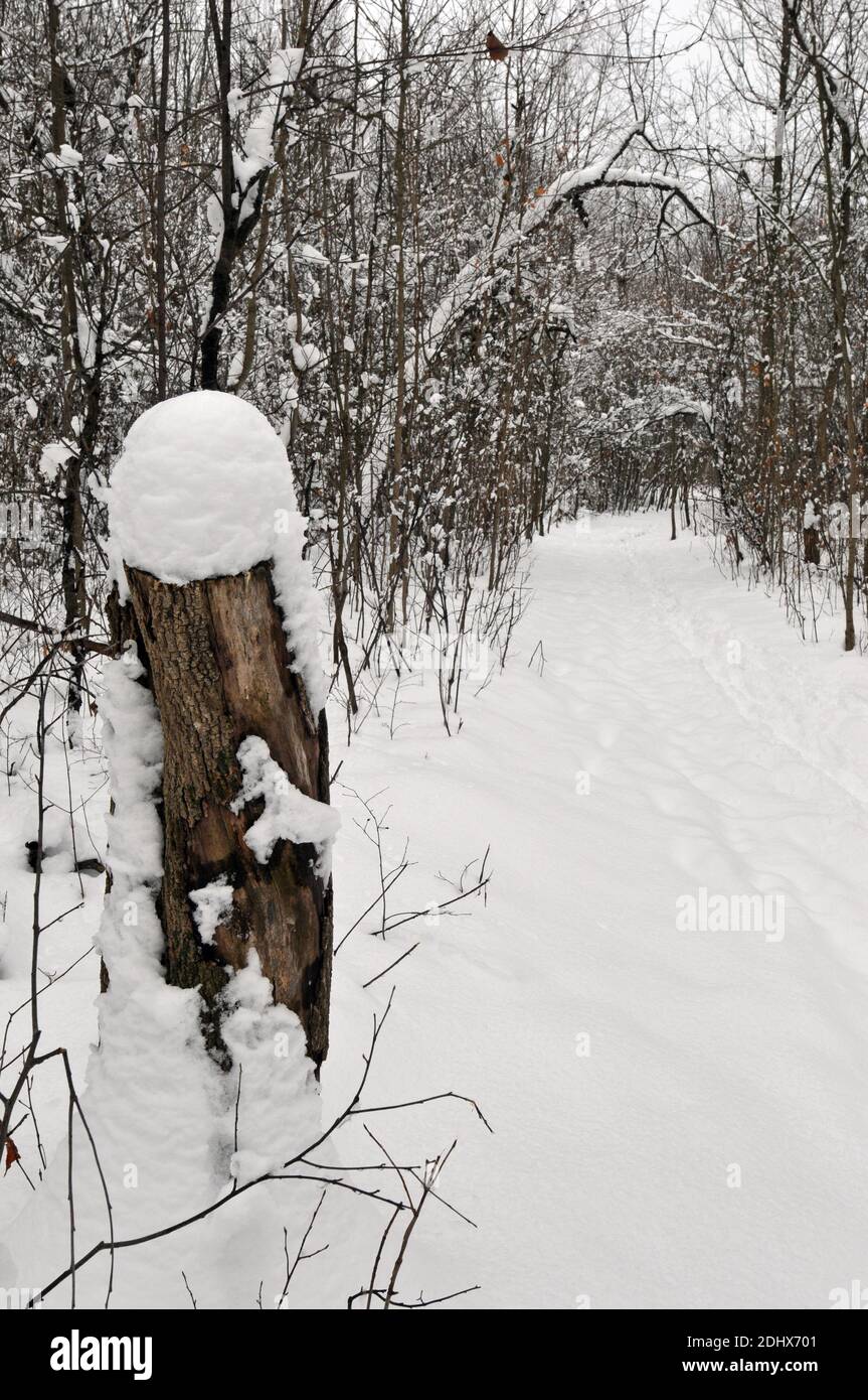 Canada weather trees hi-res stock photography and images - Alamy