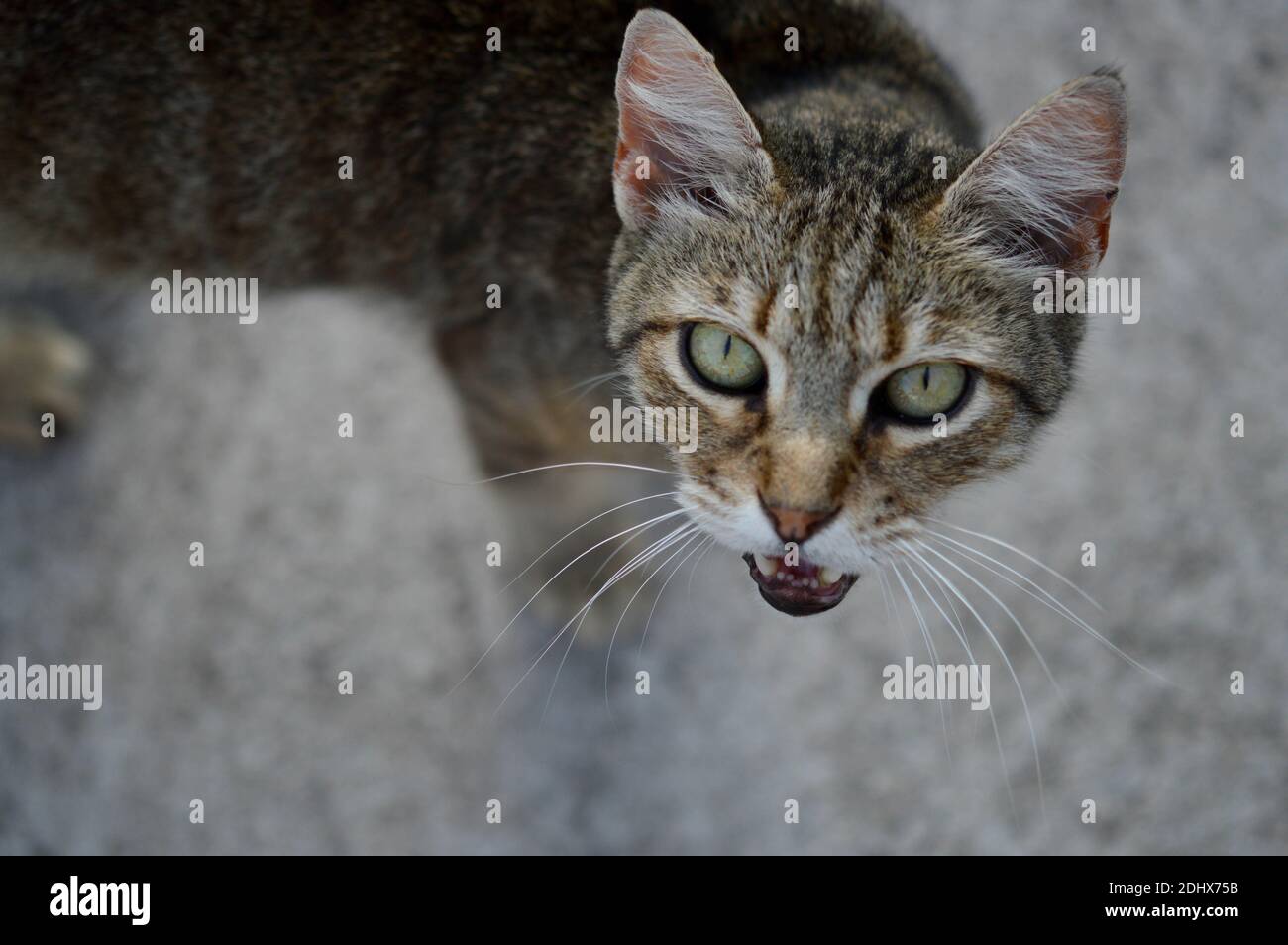 Cat portrait cat meow, meowing cat, striped stray cat Stock Photo - Alamy