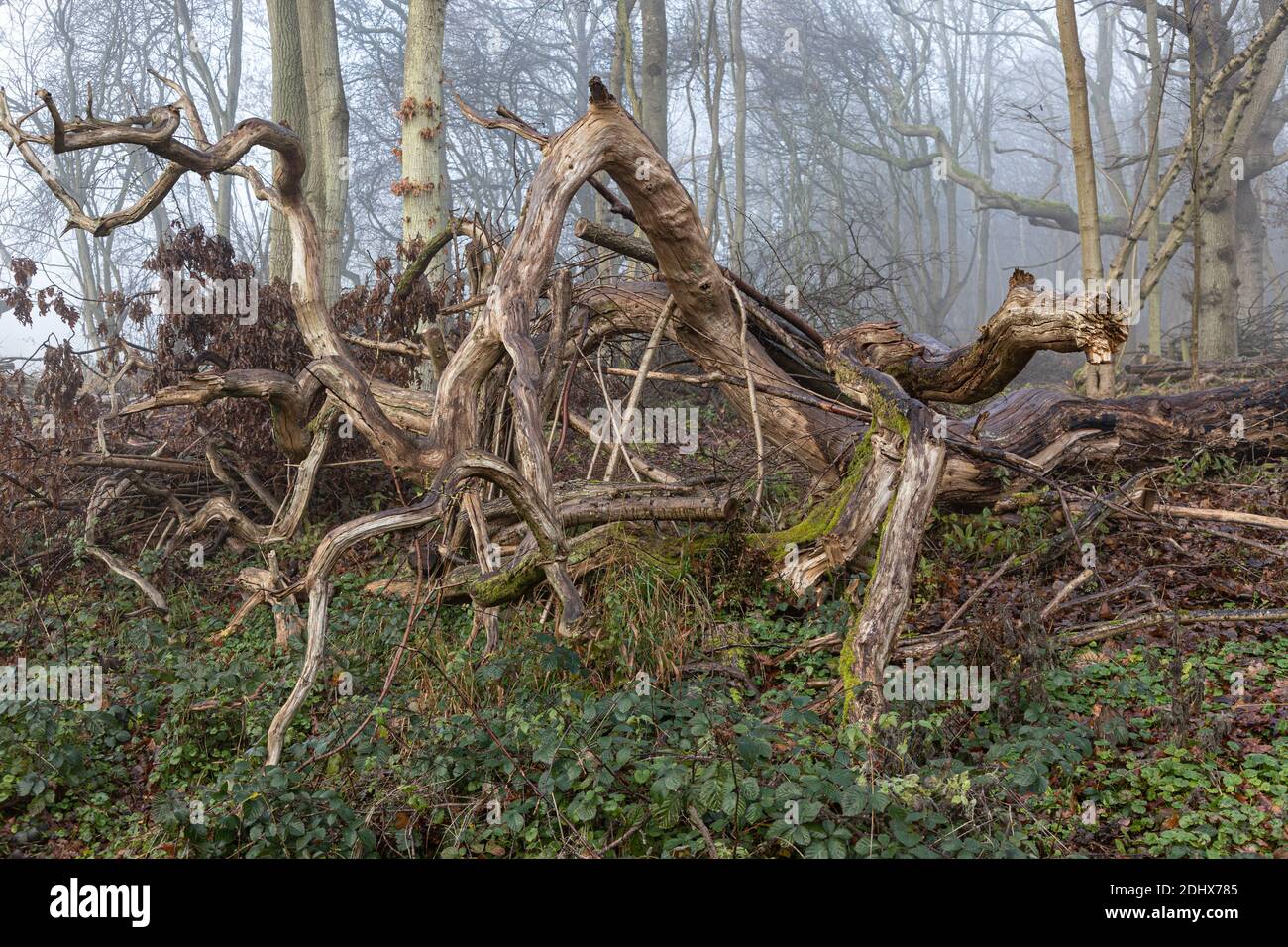 Woodlands in oxford hi-res stock photography and images - Alamy