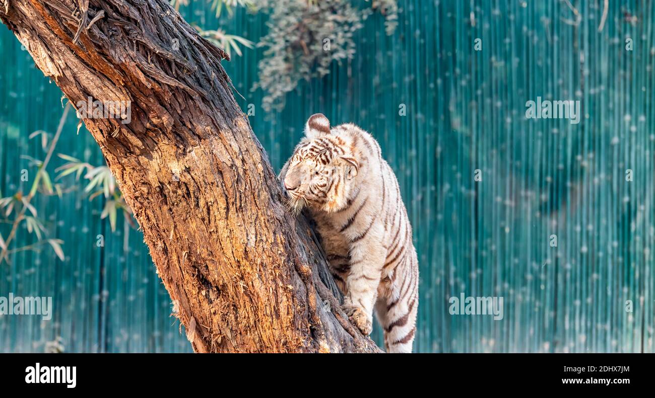 A white tiger cub trying to climb a tree in the tiger enclosure at the ...