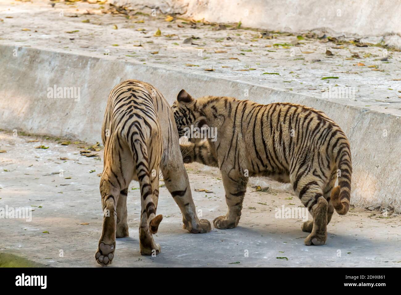 A female white tiger covered in dirt playing with her cub inside the ...