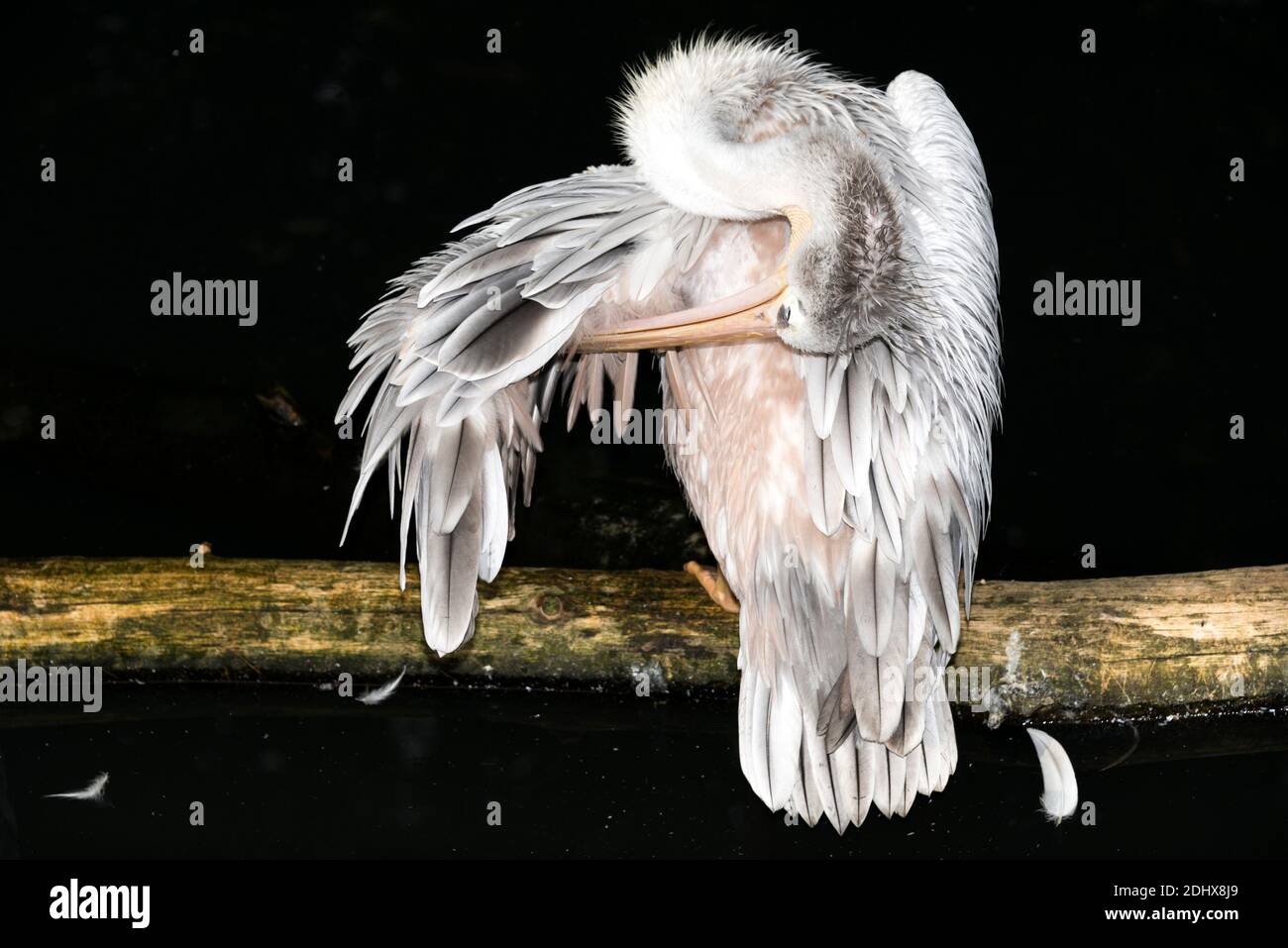 Pink backed pelican preening feathers hi-res stock photography and ...