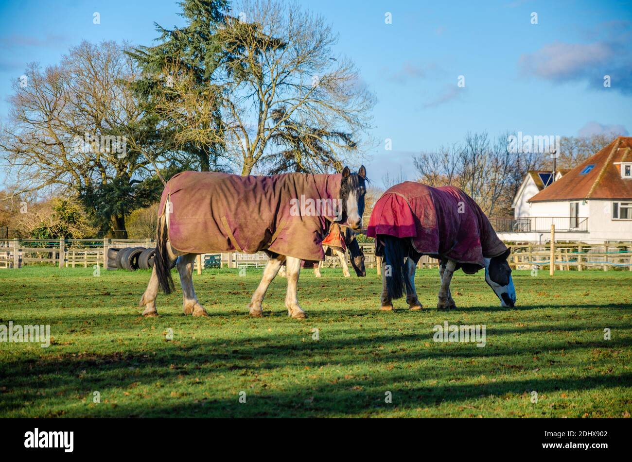 Horse rugs hi-res stock photography and images - Alamy