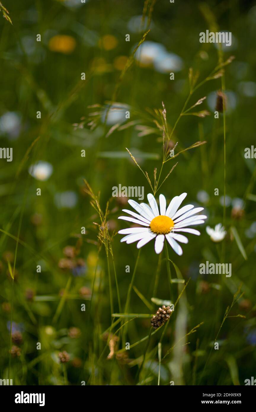 Ox eye daisy in the wild, white wildflower, field Stock Photo - Alamy