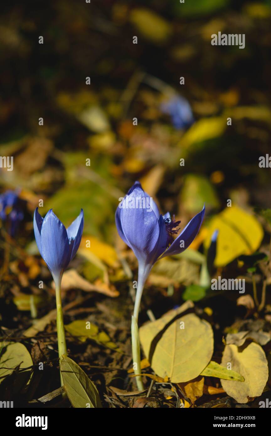 Crocus banaticus, purple wildflower early Autumn, purple flower outdoor ...