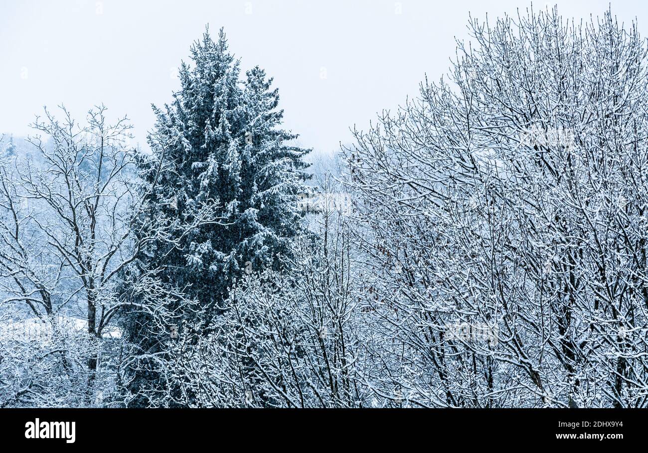 Trees covered with snow on a snowy day, winter background Stock Photo ...