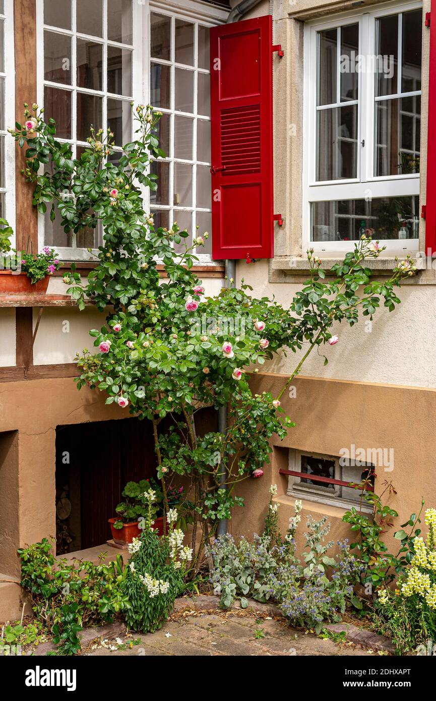 Pierre ronsard rose hi-res stock photography and images - Alamy