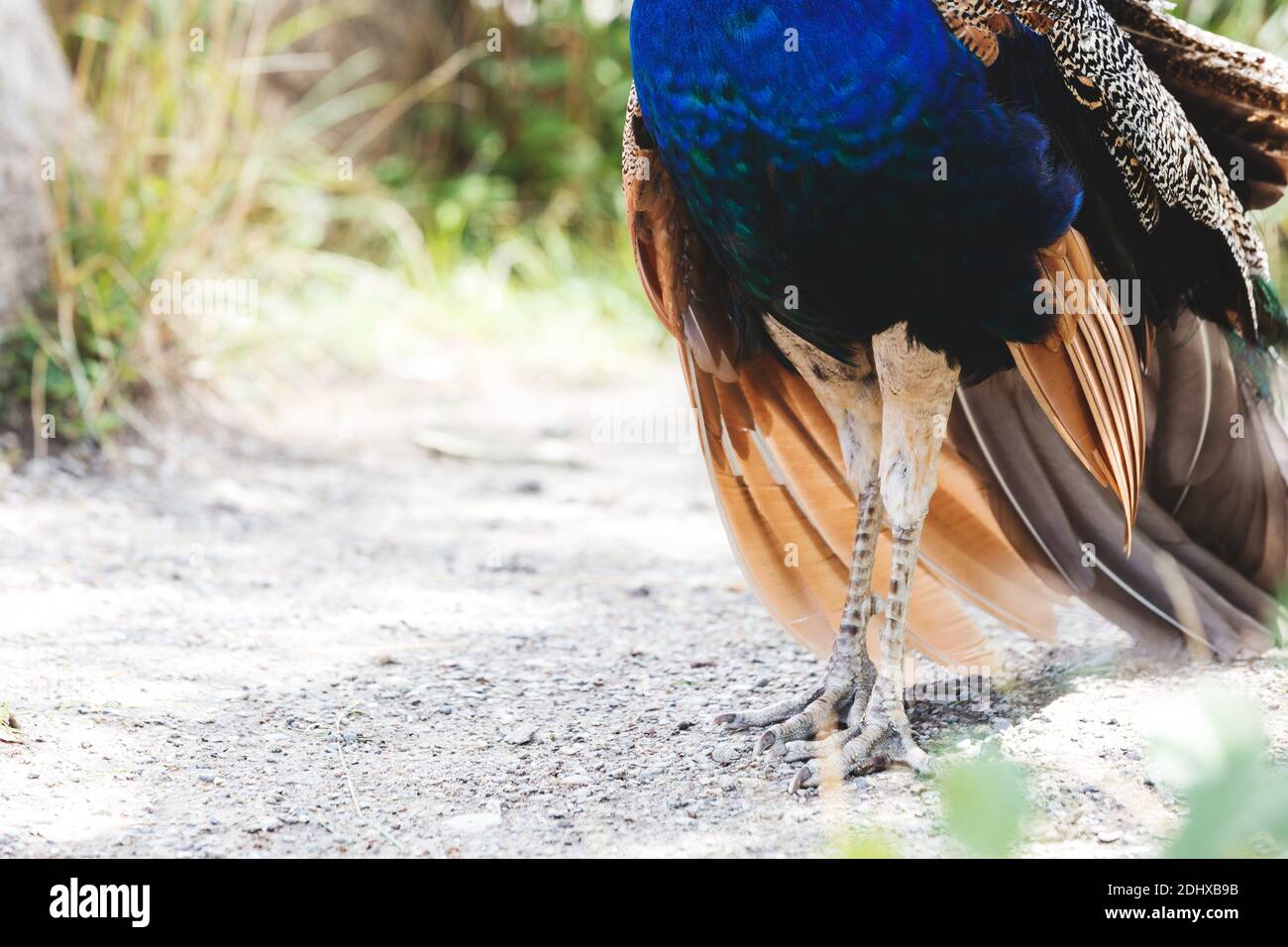 Peacock feet hi-res stock photography and images - Alamy