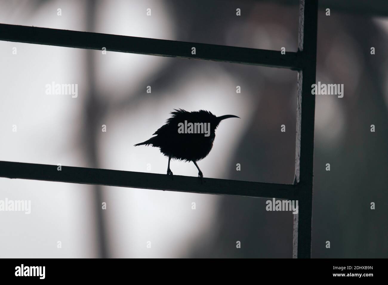 monochromatic photo of bird Stock Photo - Alamy