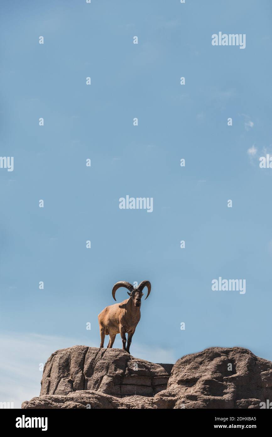 mountain goat vertical with blue sky Stock Photo - Alamy