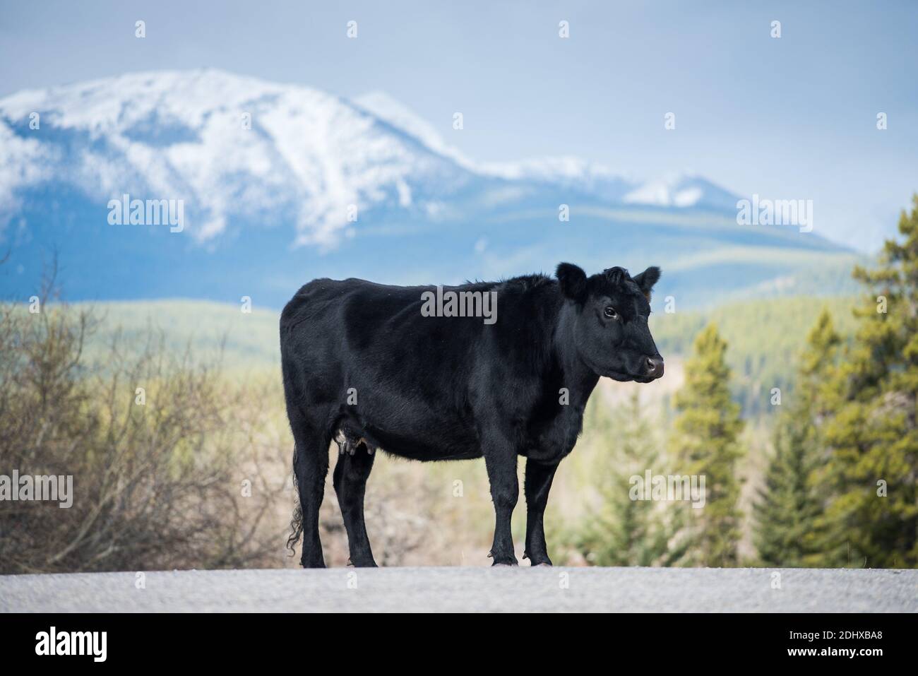 Heffer hi-res stock photography and images - Alamy