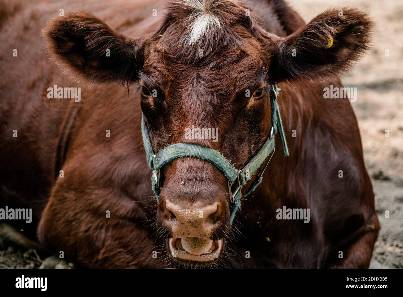 Open mouthed dog hi-res stock photography and images - Alamy